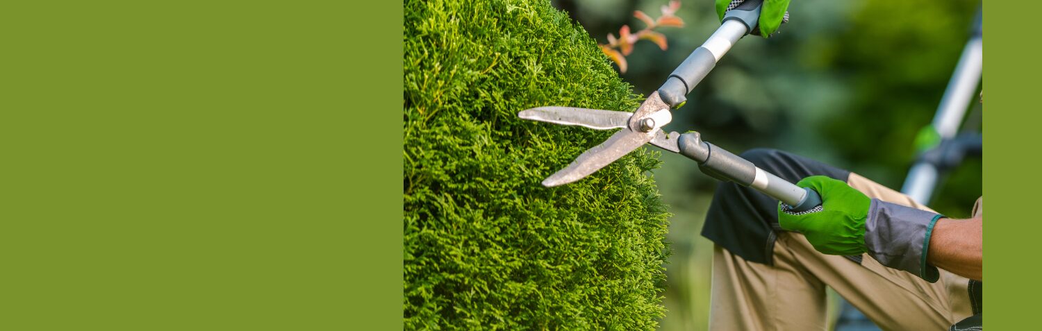 Calendrier de l’entretien des espaces verts - Malakoff Habitat